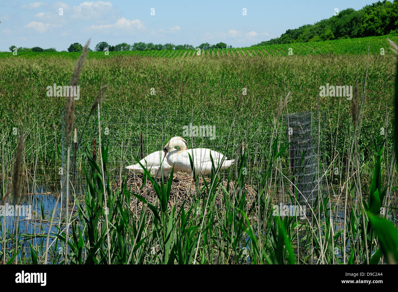 Swan sitting on nest hi-res stock photography and images - Alamy