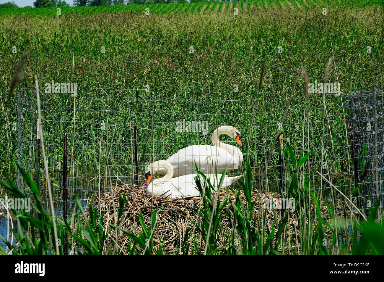Femalr Mute Swan sitting on nest eggs Stock Photo - Alamy