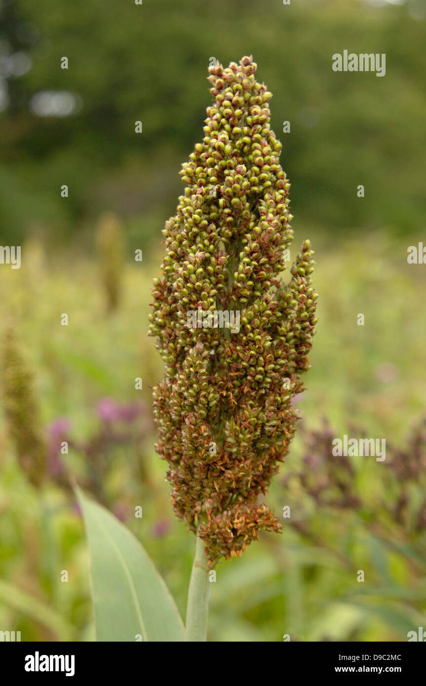 Grain crop sorghum growing September 9, 2008 in Tidewater County ...
