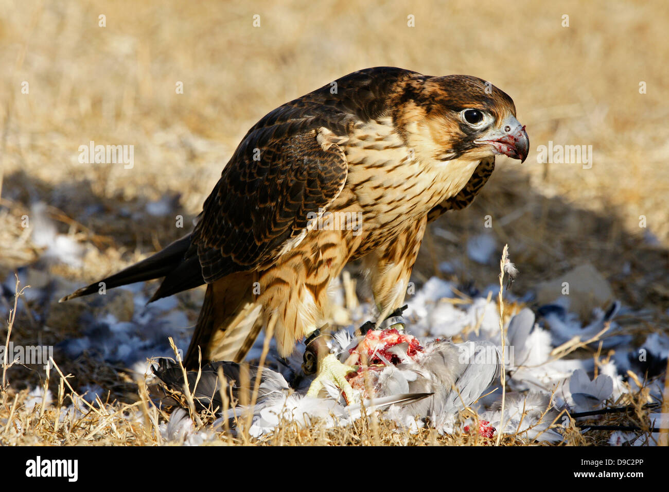Falco, halcón peregrino, Falco peregrinus Stock Photo - Alamy
