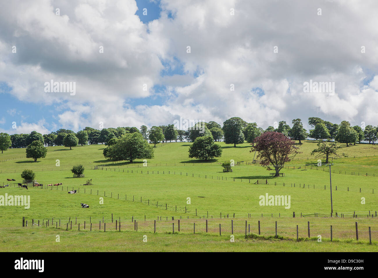 Image of sunny day captured at beautiful Lyons hill/ Athgoe hill in ...