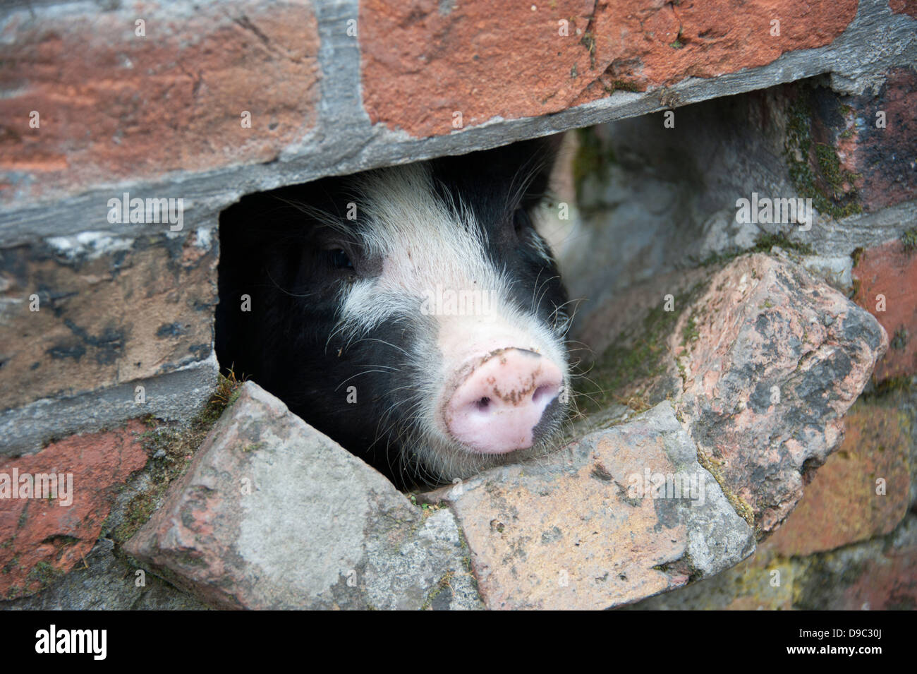 Pig snout hi-res stock photography and images - Alamy