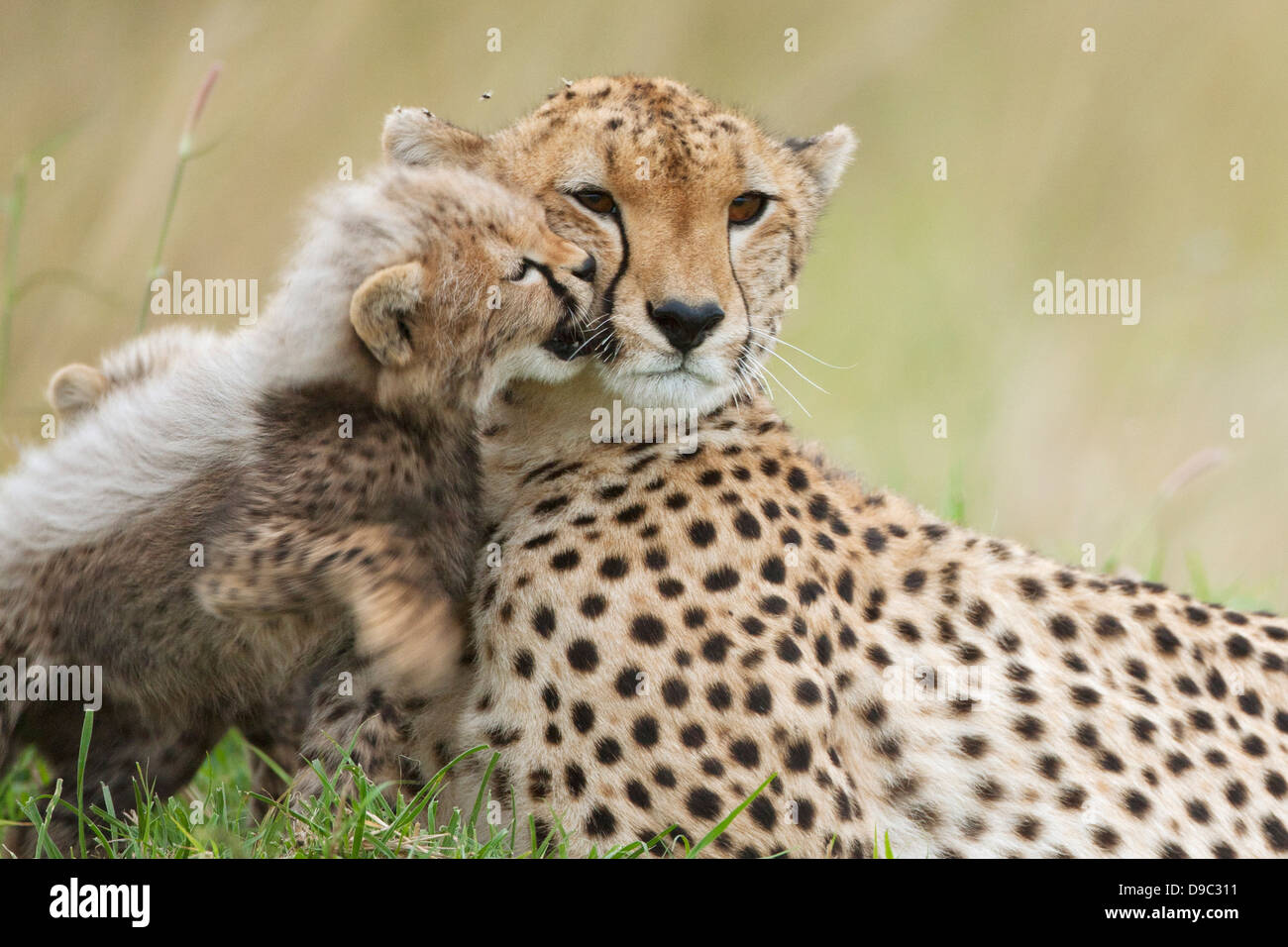 Cheetah mother with cubs, Masai Mara, Kenya Stock Photo - Alamy