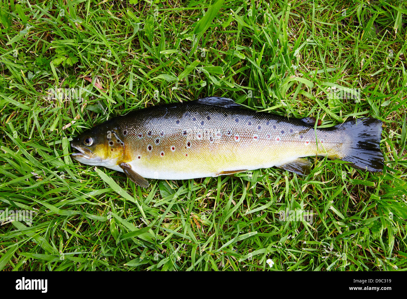 Fishing for brown trout hi-res stock photography and images - Alamy