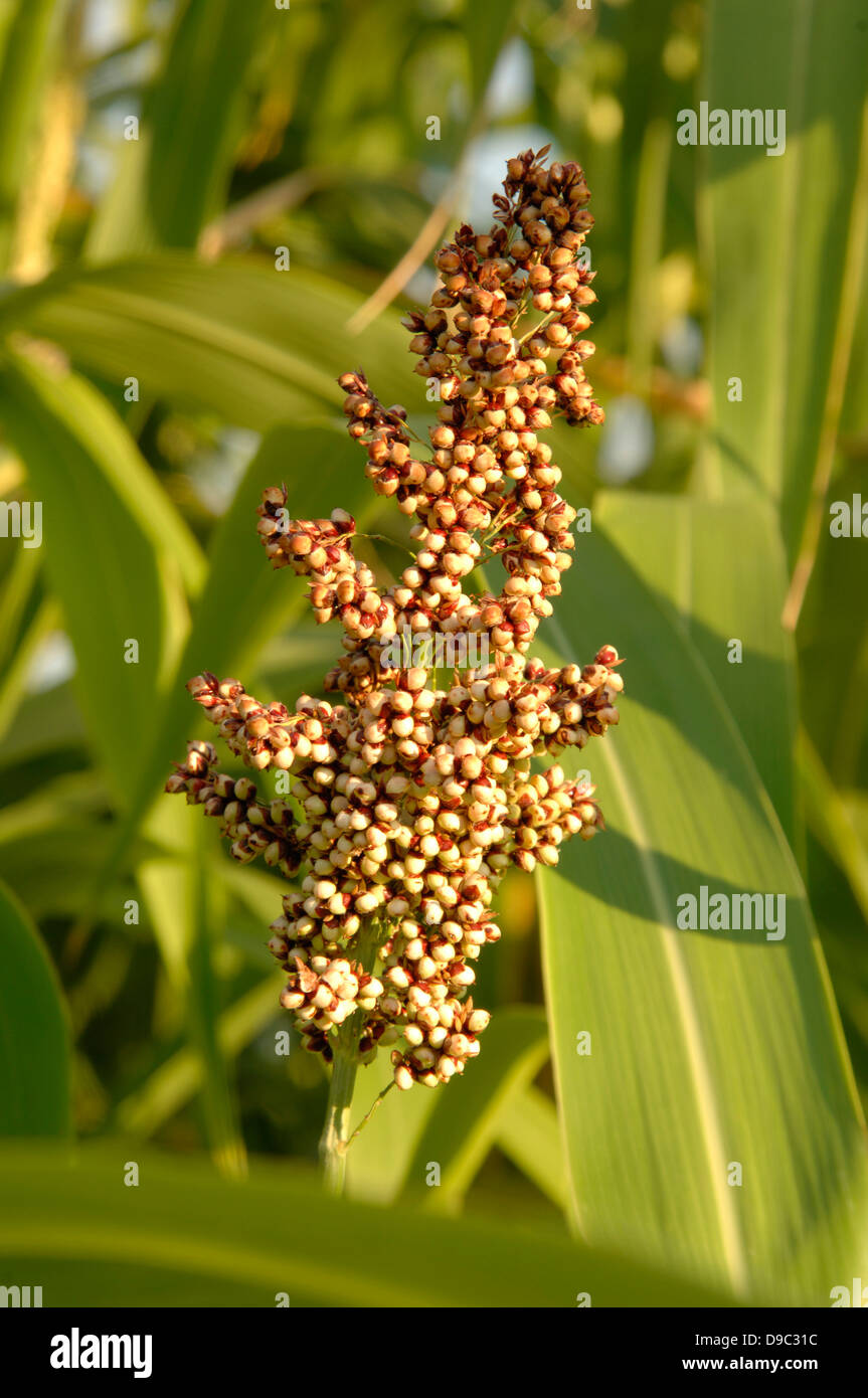 Sorghum growing in the Power Plant garden at the National Arboretum in ...