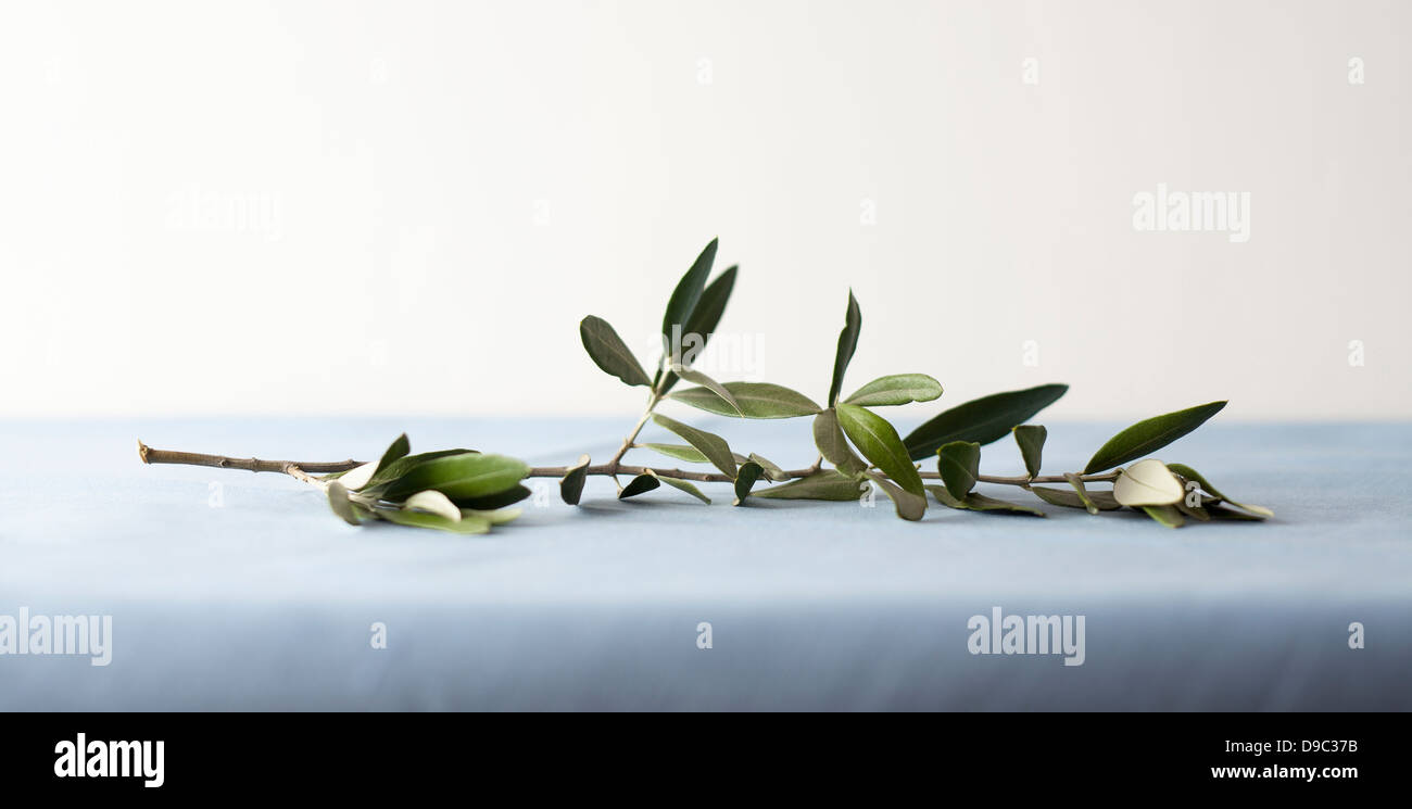 Still life of an olive branch Stock Photo - Alamy