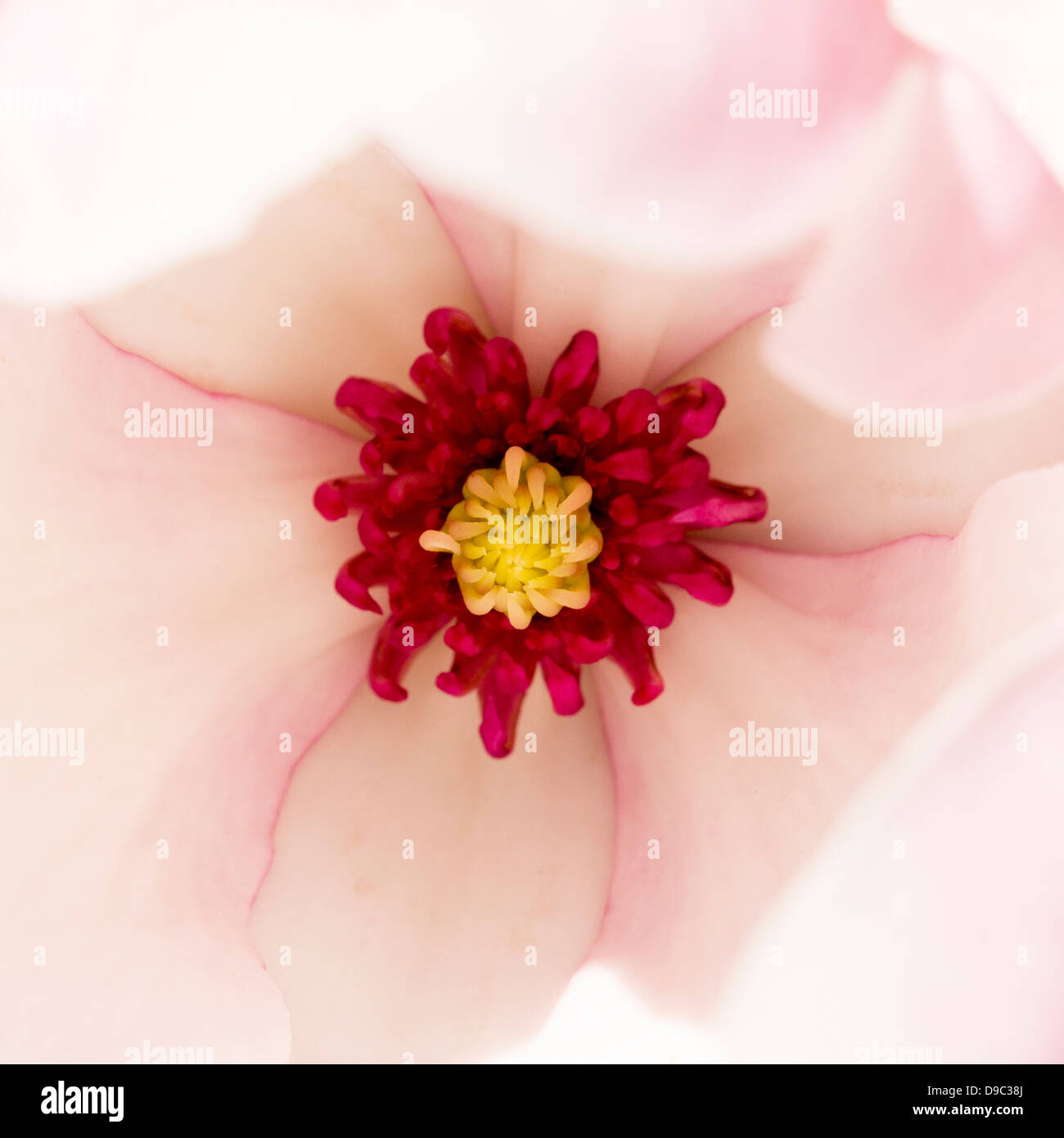 Intimate format hi-res stock photography and images - Alamy