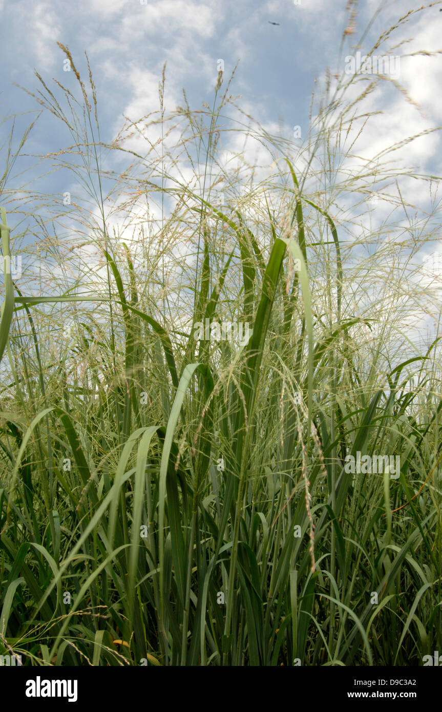 Switchgrass hi-res stock photography and images - Alamy
