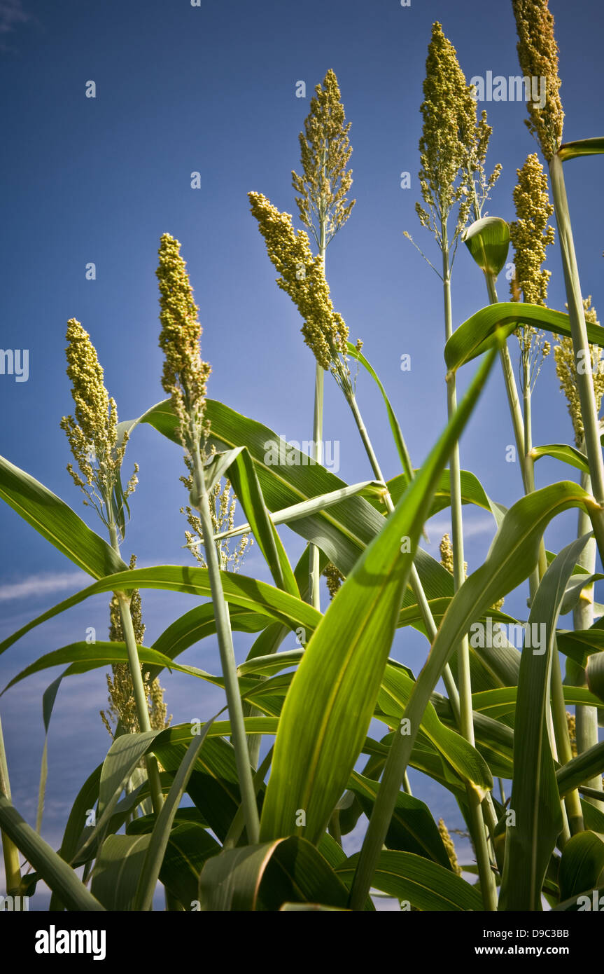 Sorghum growing in the Power Plant garden at the National Arboretum in ...
