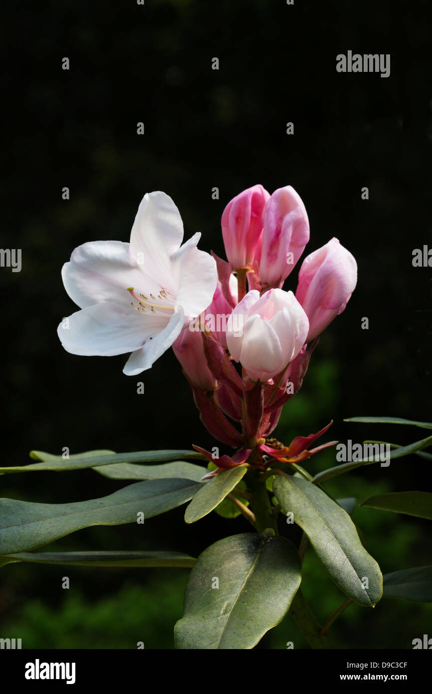Single pink rhododendron hi-res stock photography and images - Alamy