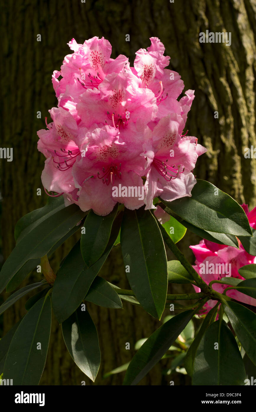 Single pink rhododendron hi-res stock photography and images - Alamy
