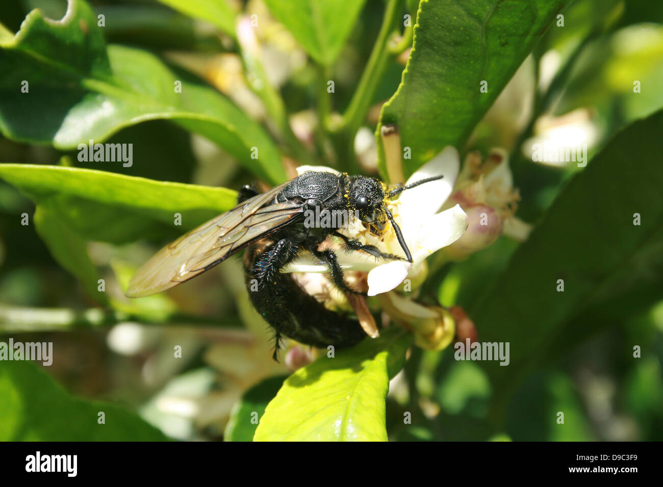 A large bee pollinating a flower on a lemon tree in Cotacachi, Ecuador ...