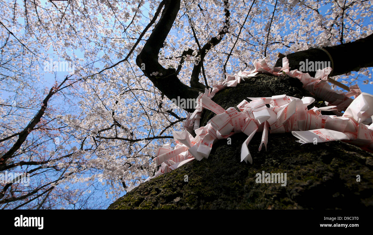 Flowers tied to tree hi-res stock photography and images - Alamy