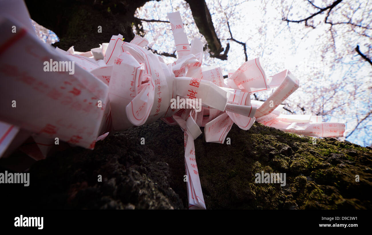 Omikuji Tied to a Cherry Tree Trunk at Yasukuni Shrine Stock Photo - Alamy