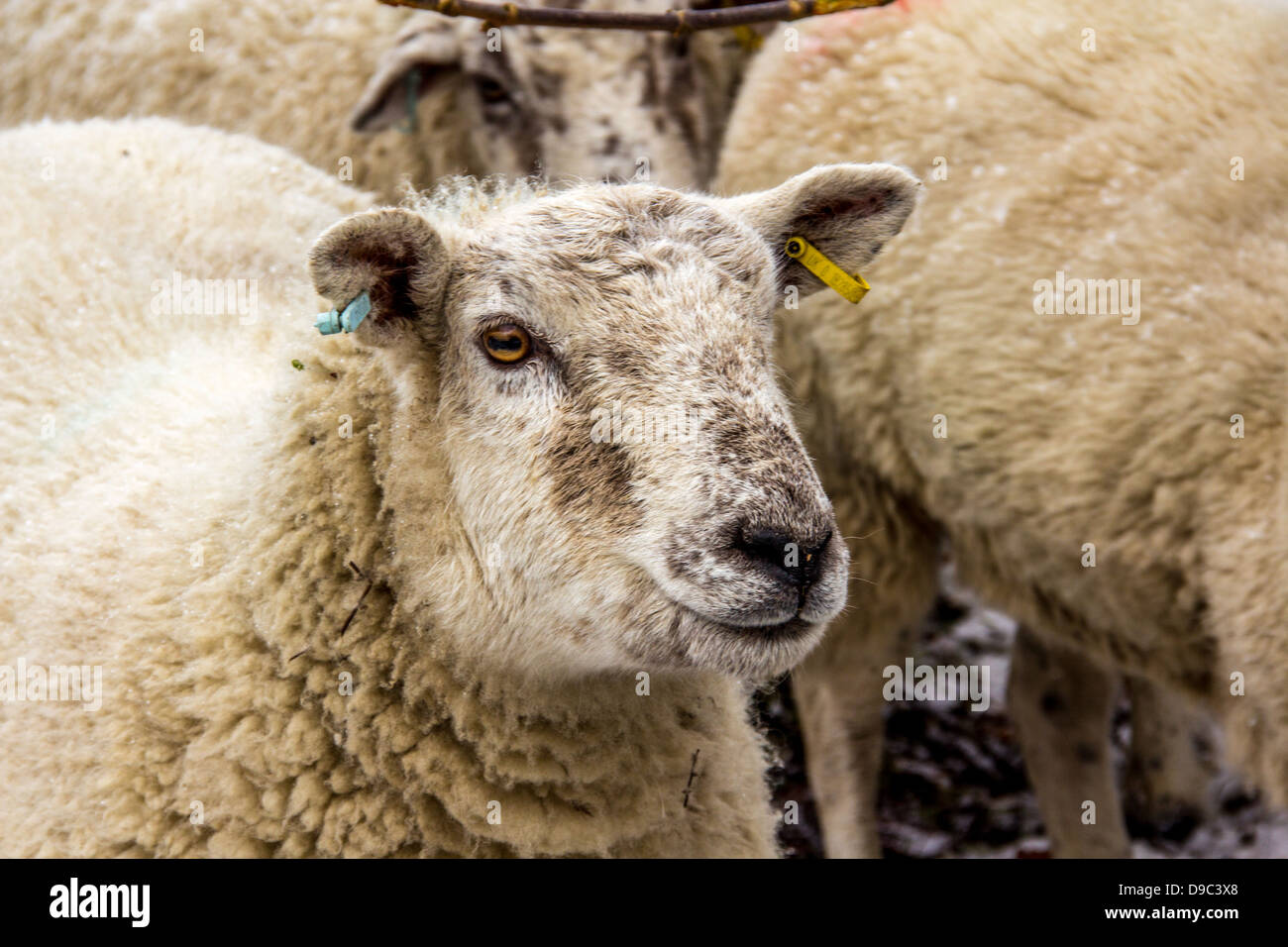 Nine sheep hi-res stock photography and images - Alamy