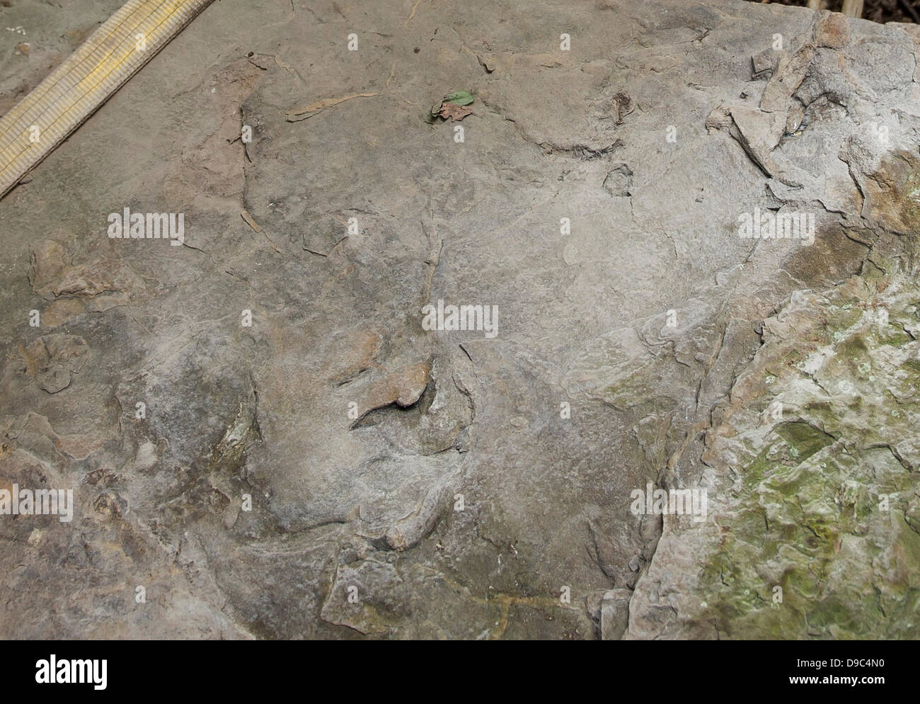 Fossilized dinosaur tracks on a stone slab are pictured at a hiking ...