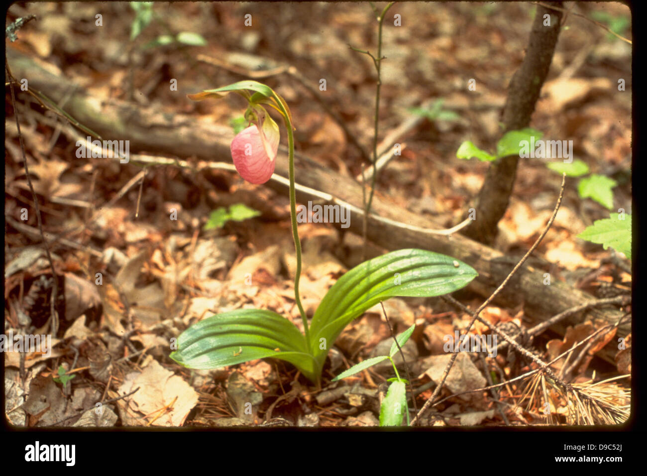 Obed Wild and Scenic River in Tennessee is known for its scenic beauty ...