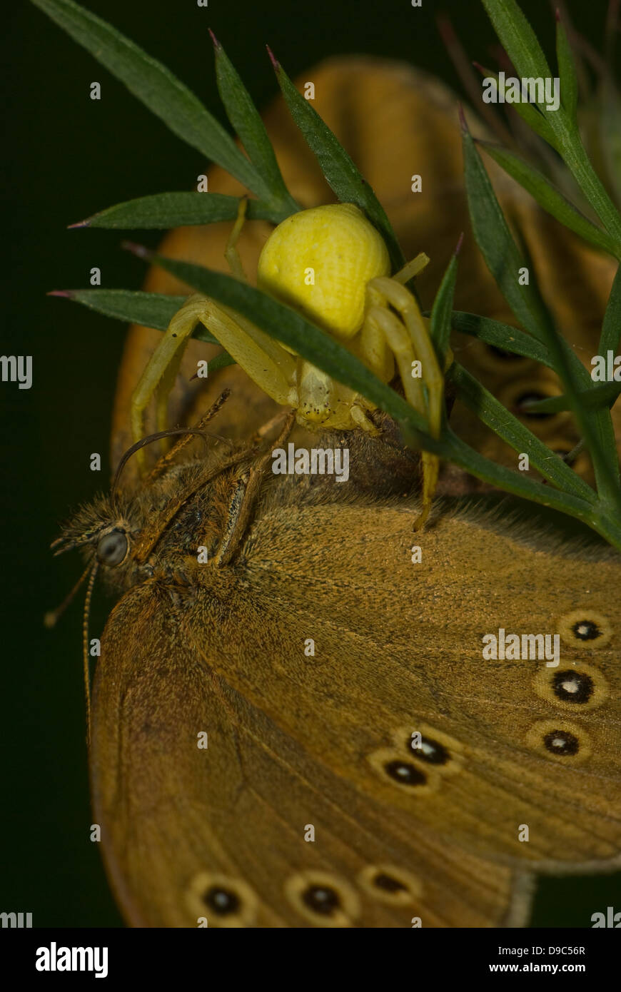 Misumena vatia - goldenrod crab spider or flower (crab) spider eats its ...