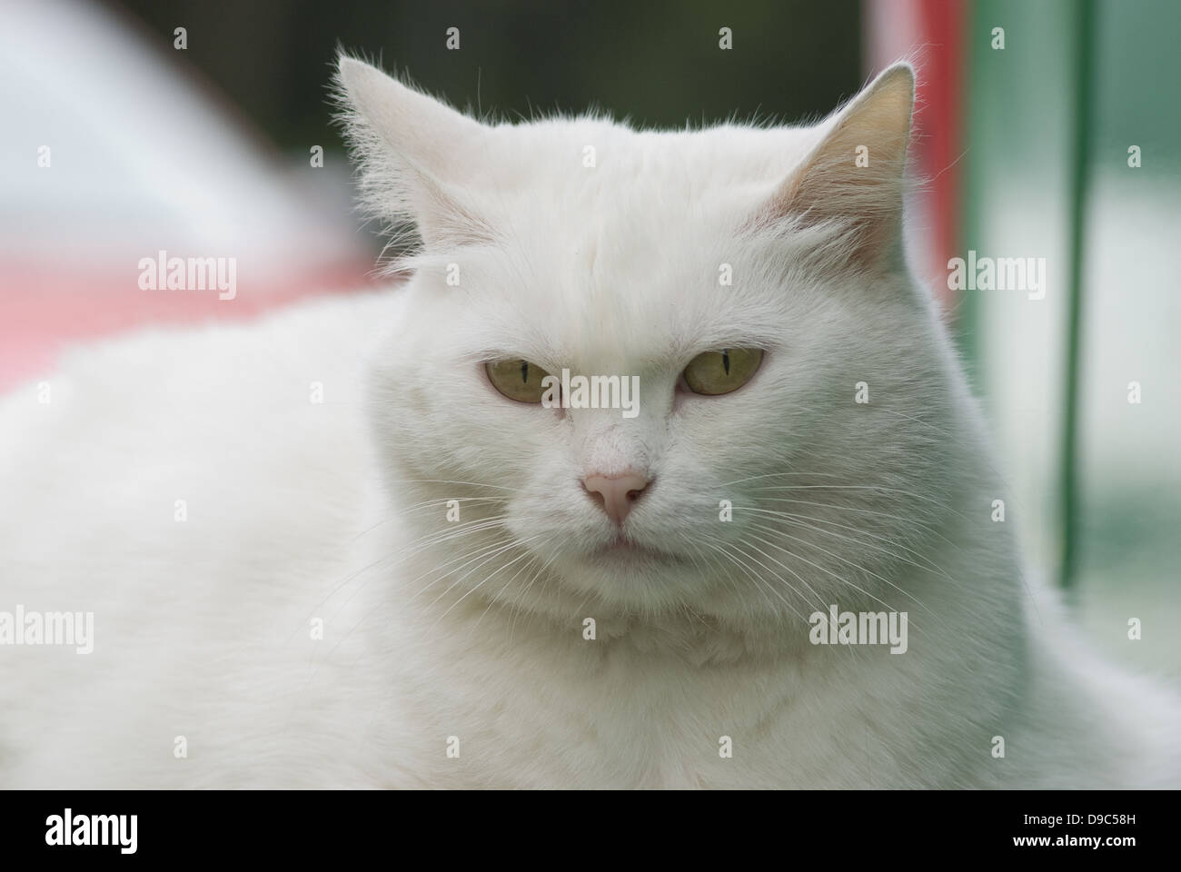 Portrait of a white cat Stock Photo - Alamy