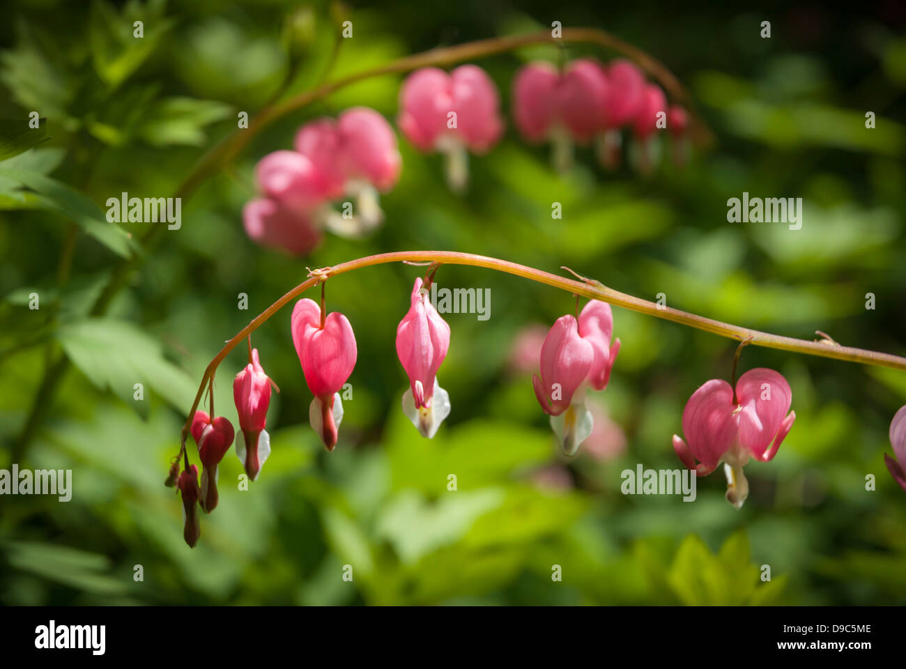 Close detail of a stem of Bleeding-Heart heart shaped flowers Stock ...