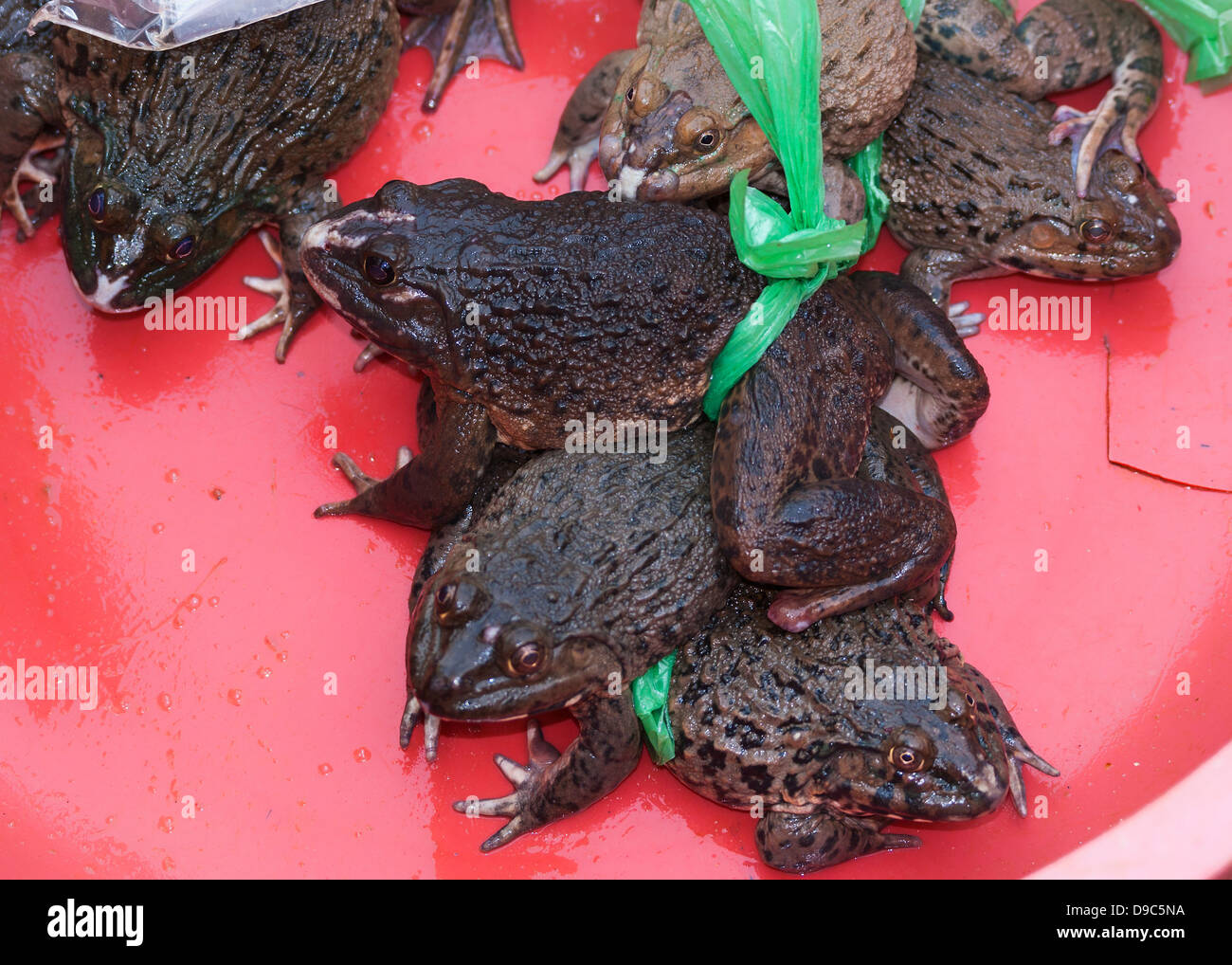 Vietnam Dong Hoi - thick fat living frogs for sale at market Stock ...