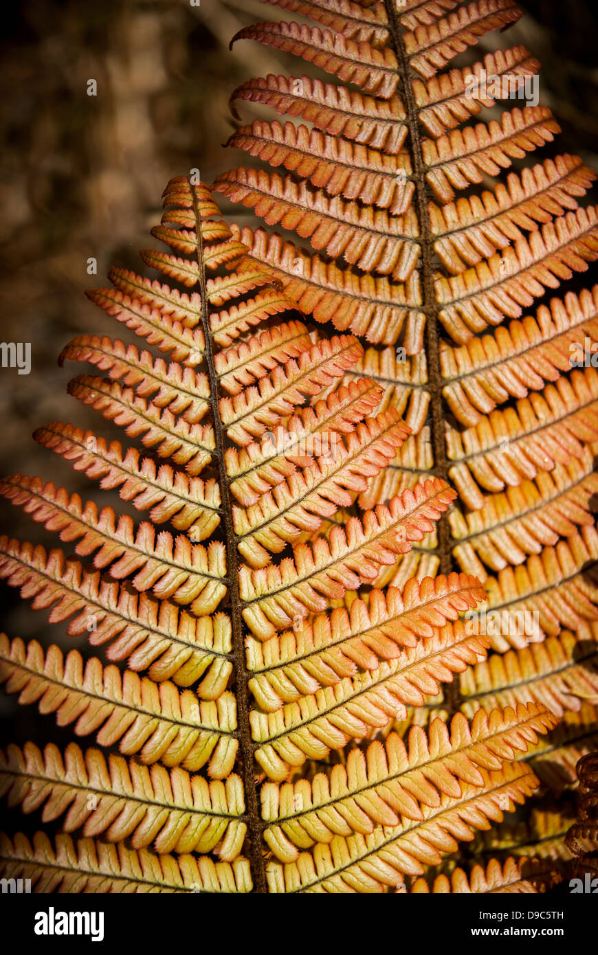 Golden brown color fern detail Stock Photo - Alamy