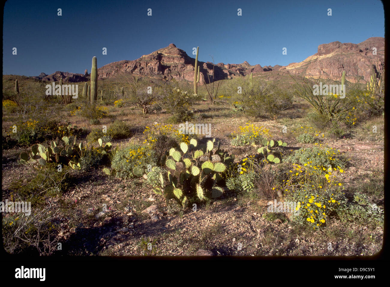 Organ Pipe Cactus National Monument is a protected area in Arizona ...
