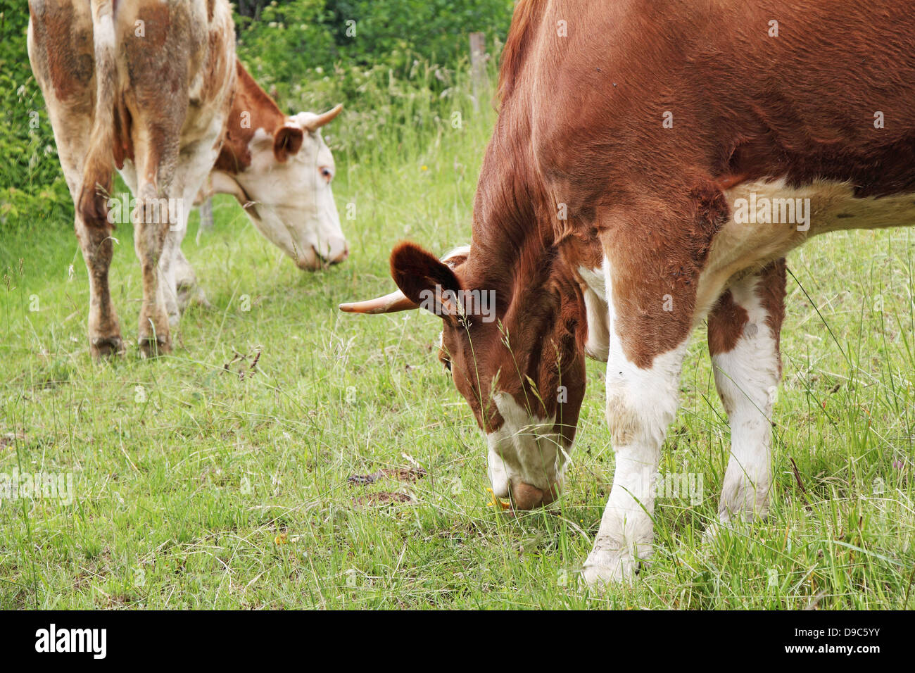cows grazing in a meadow full of fresh grass Stock Photo - Alamy