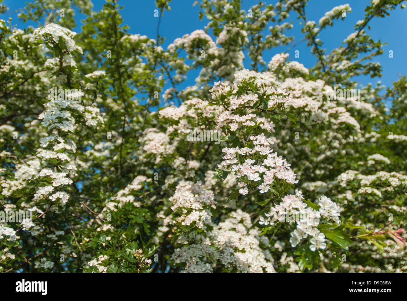 Hawthorn blossom hi-res stock photography and images - Alamy