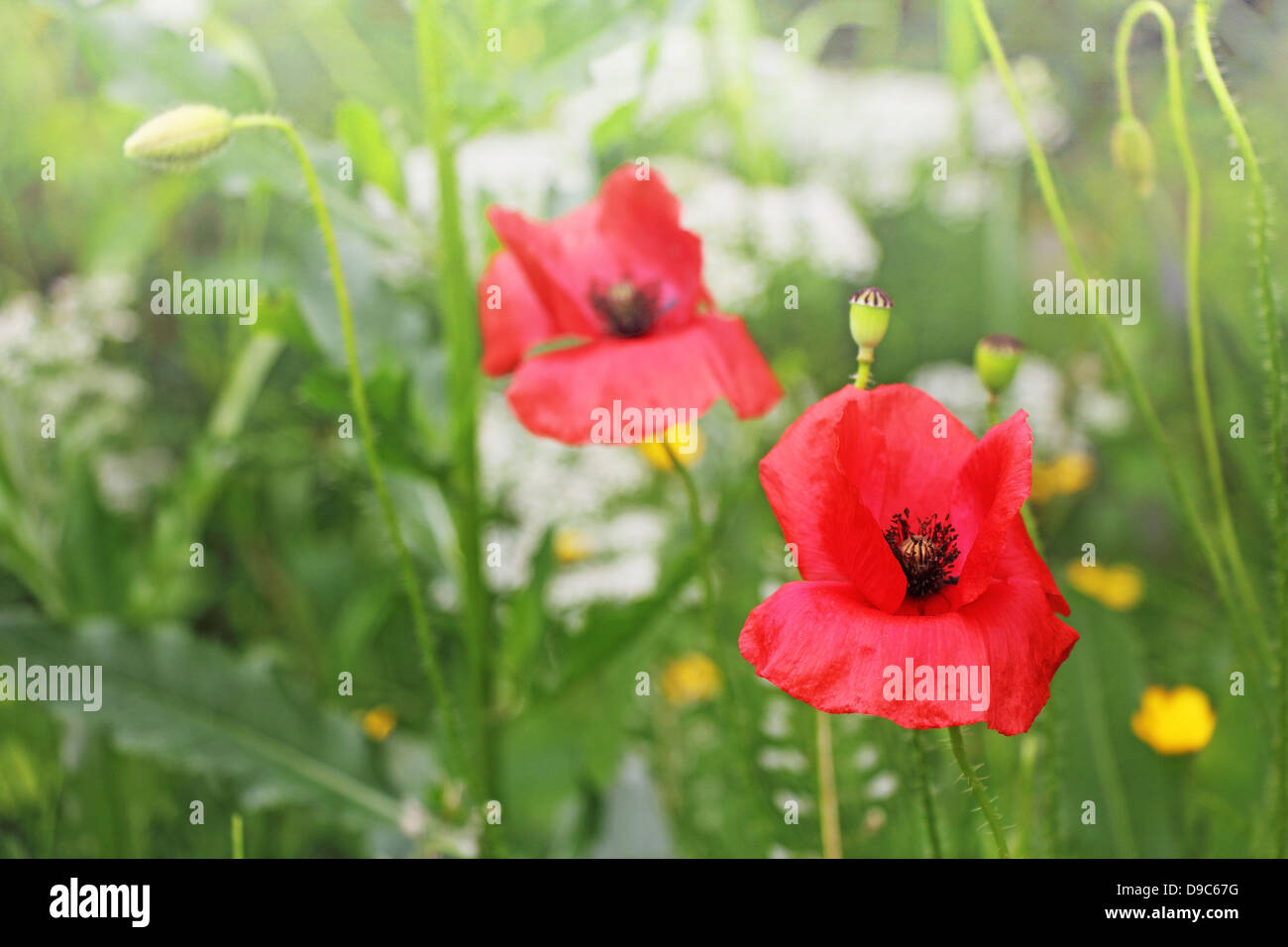 Wheat flower hi-res stock photography and images - Alamy