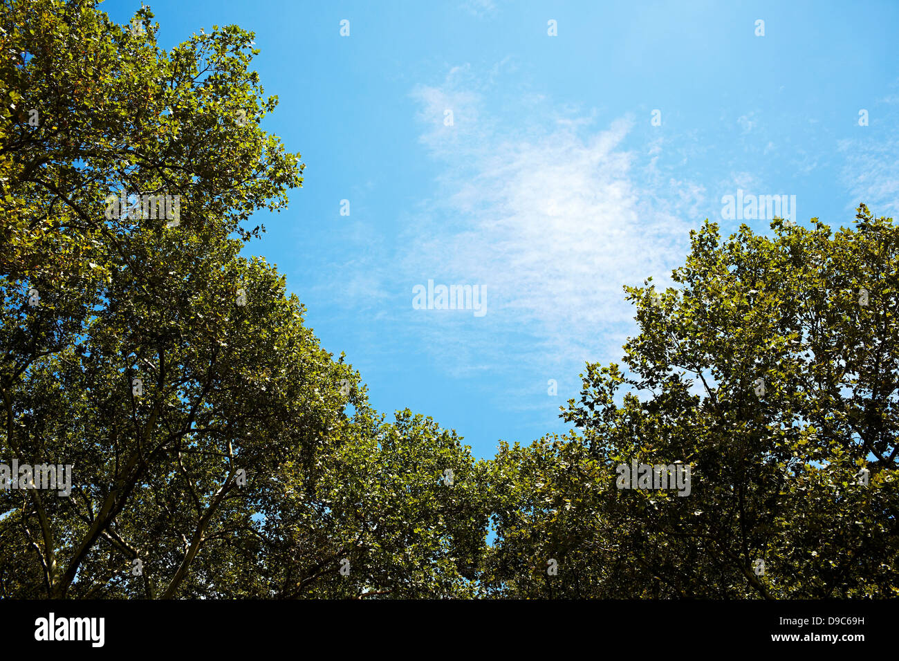 Trees and sky Stock Photo - Alamy
