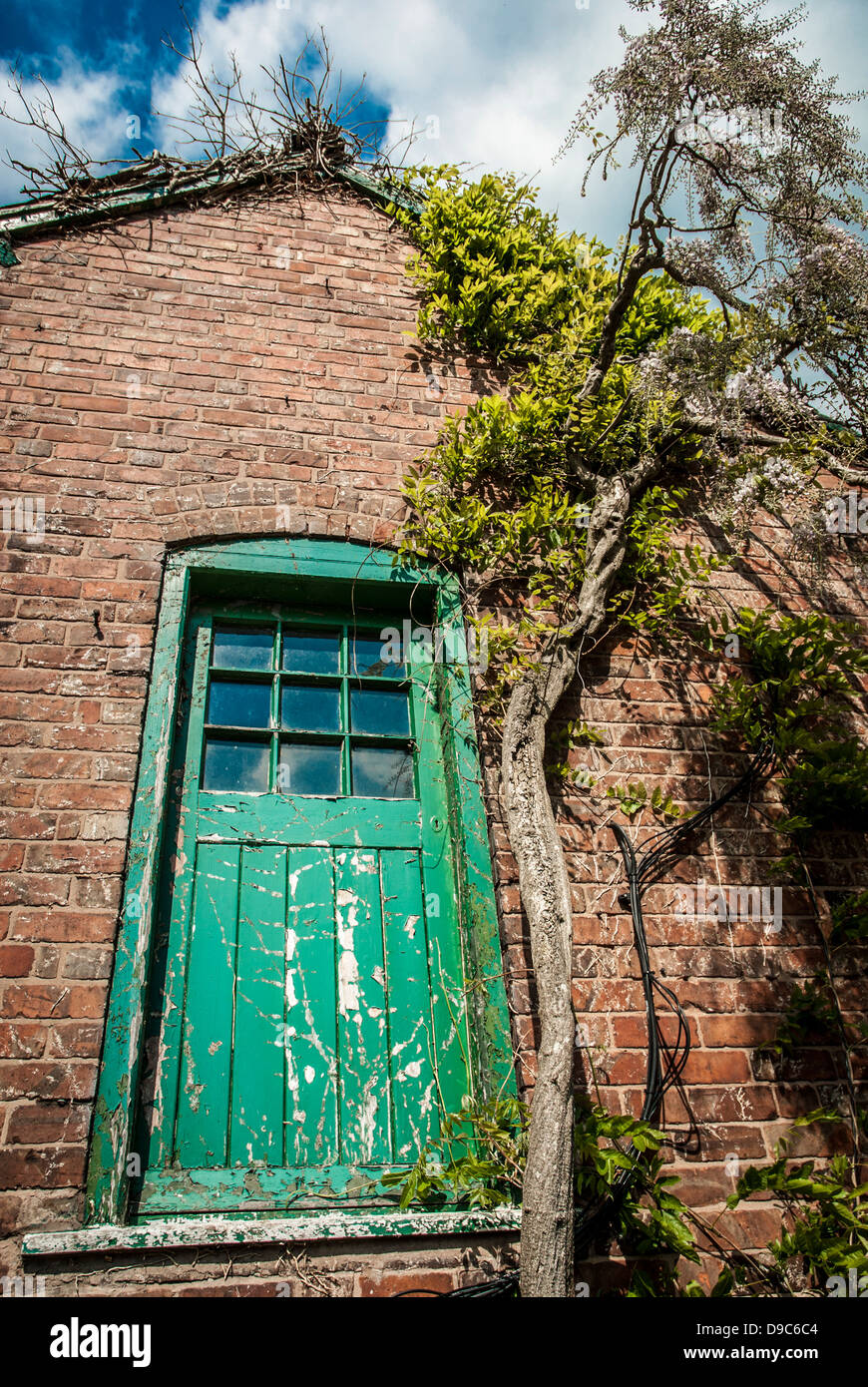 Old Wisteria climbing up and old building Stock Photo - Alamy