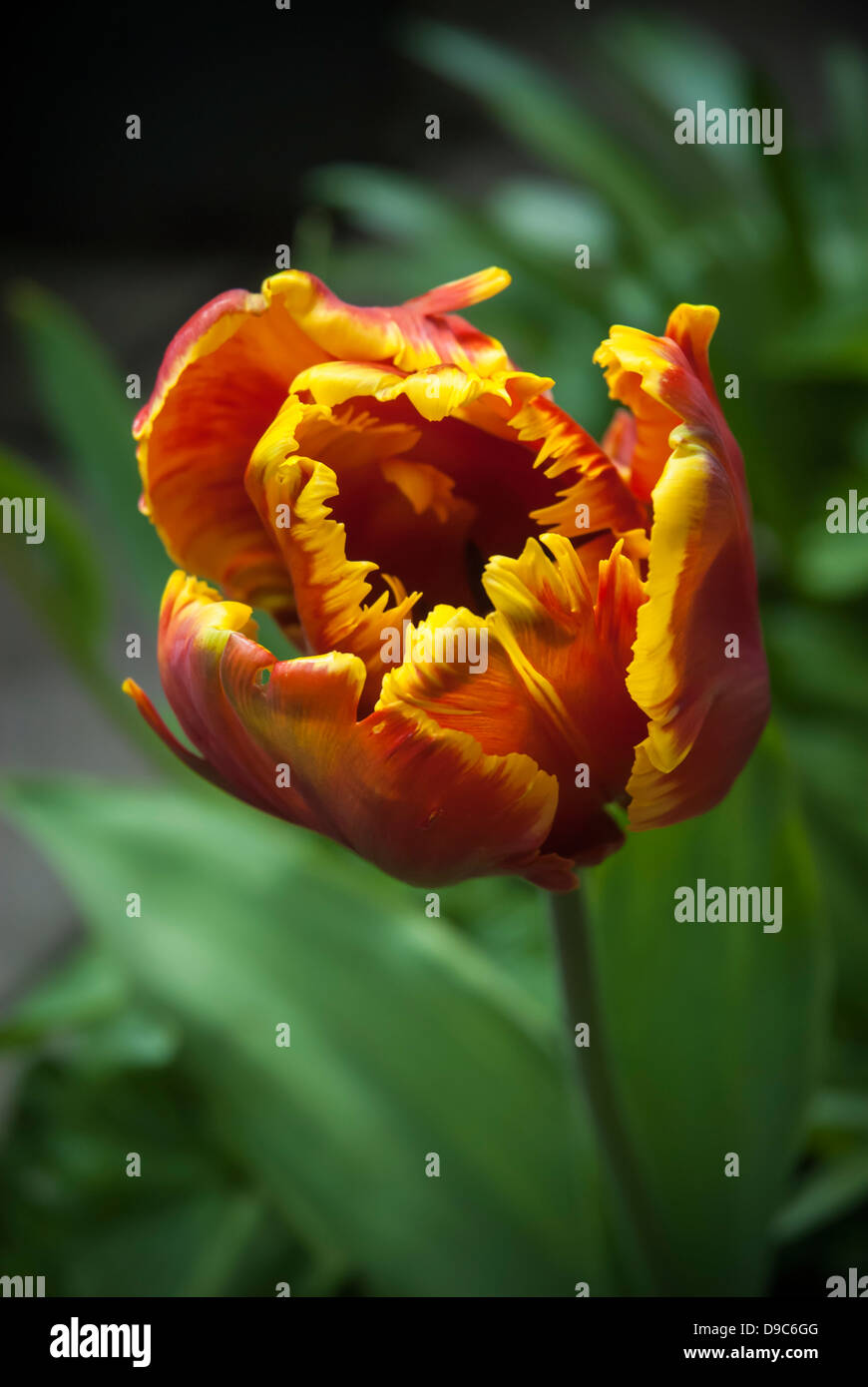 Yellow and orange parrot tulip flower detail Stock Photo - Alamy