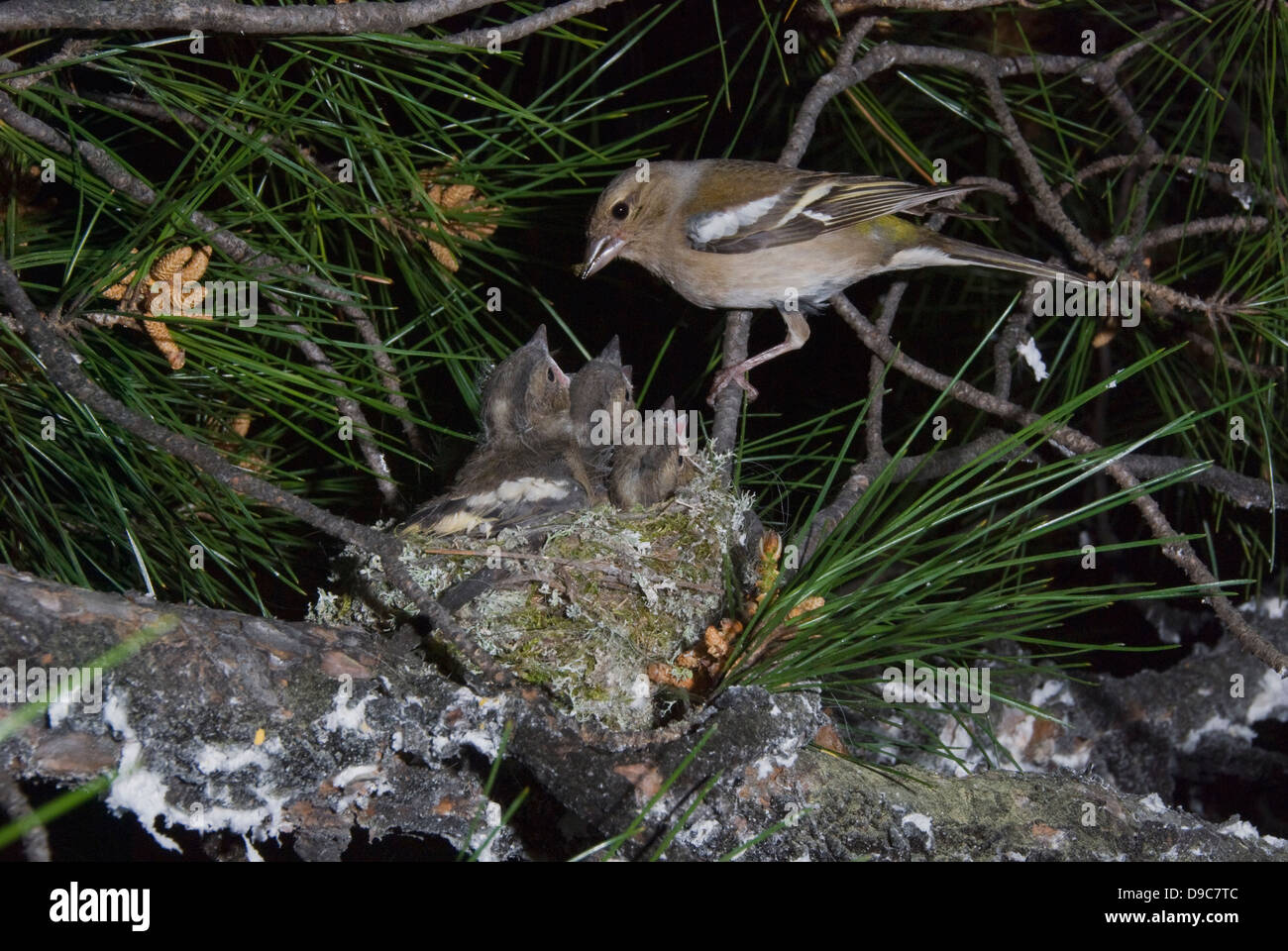 Common chaffinch feeding chicks at nest Stock Photo - Alamy