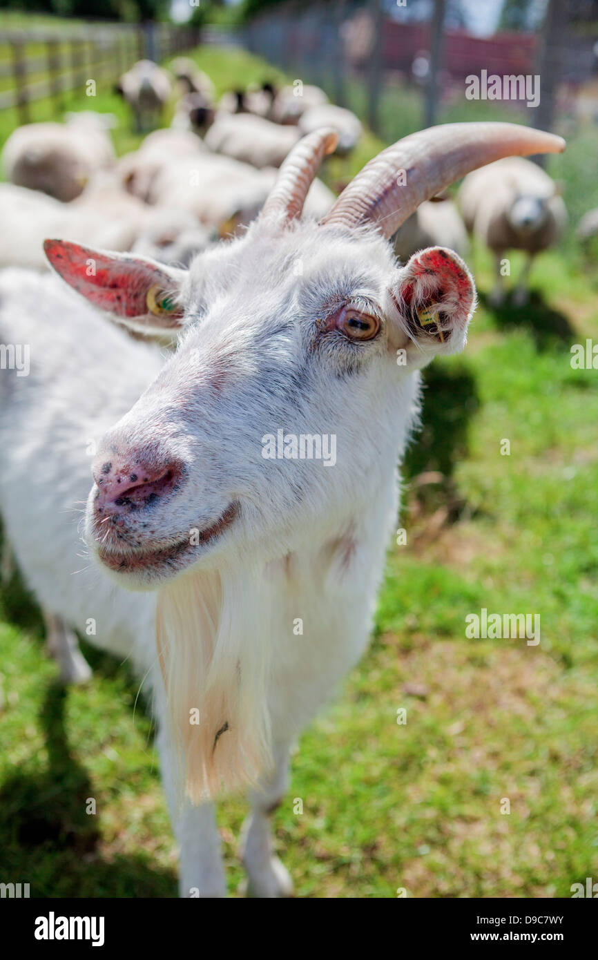 An Image of old goat at the field Stock Photo - Alamy