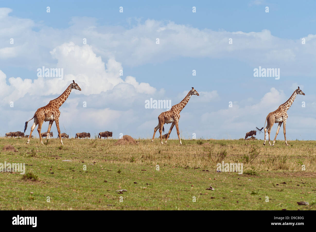 Giraffe herd at Masai Mara, Kenya Stock Photo - Alamy