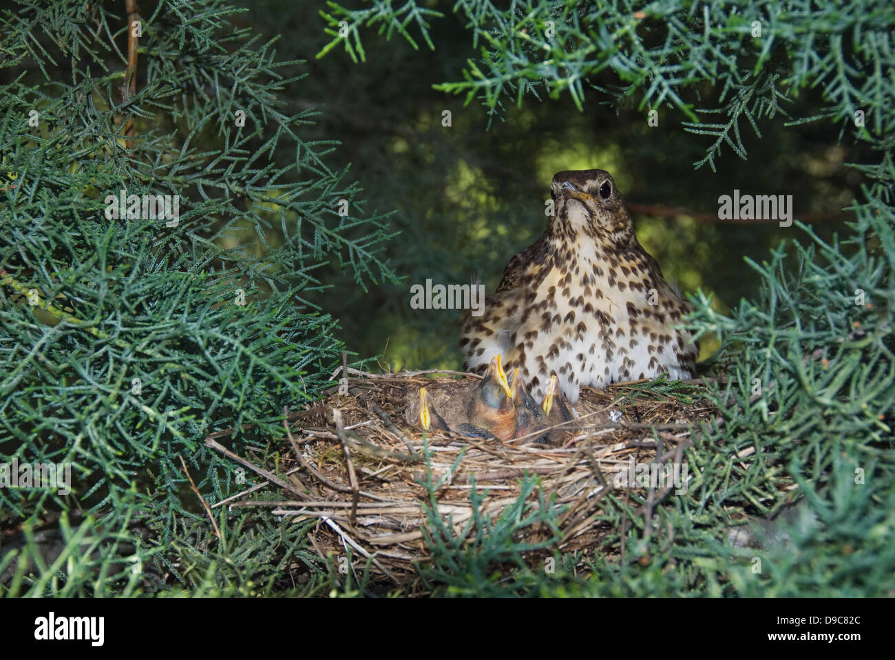 Songbird nestling hi-res stock photography and images - Alamy
