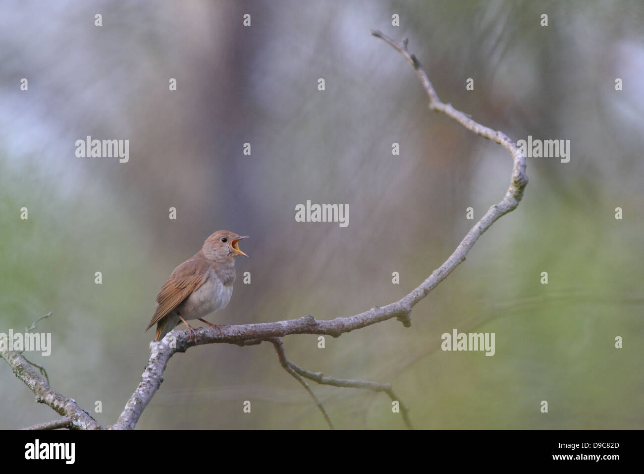 Adult male Thrush Nightingale (Luscinia luscinia) singing. Europe Stock ...