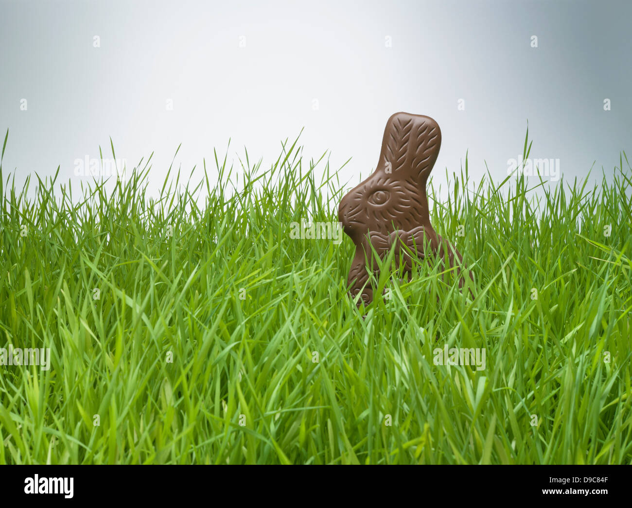 Chocolate bunny hiding in grass Stock Photo - Alamy