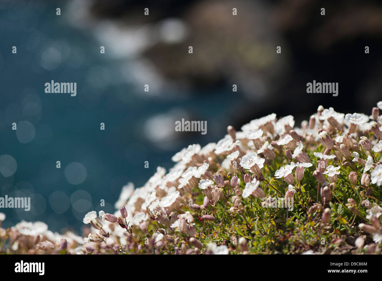 Sea Campion, Silene uniflora, in flower Stock Photo - Alamy