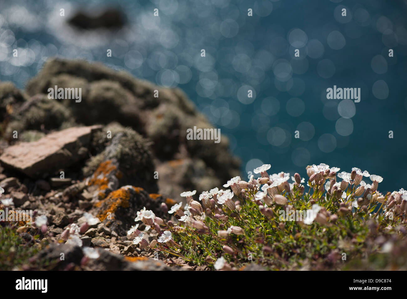 Sea Campion, Silene uniflora, in flower Stock Photo - Alamy