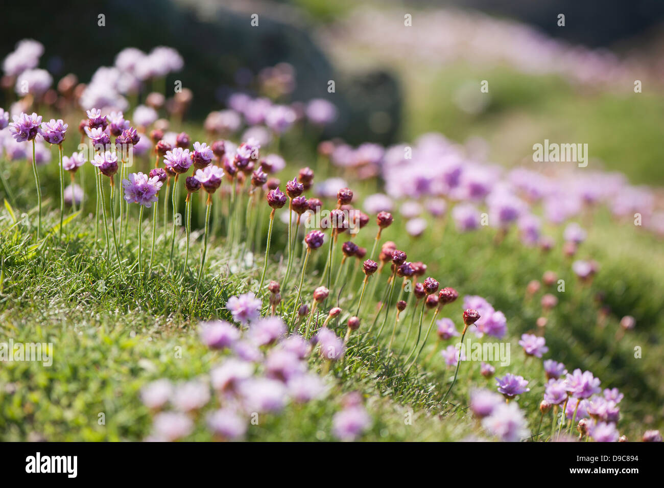 Sea Thrift, Armeria maritima, in flower Stock Photo - Alamy