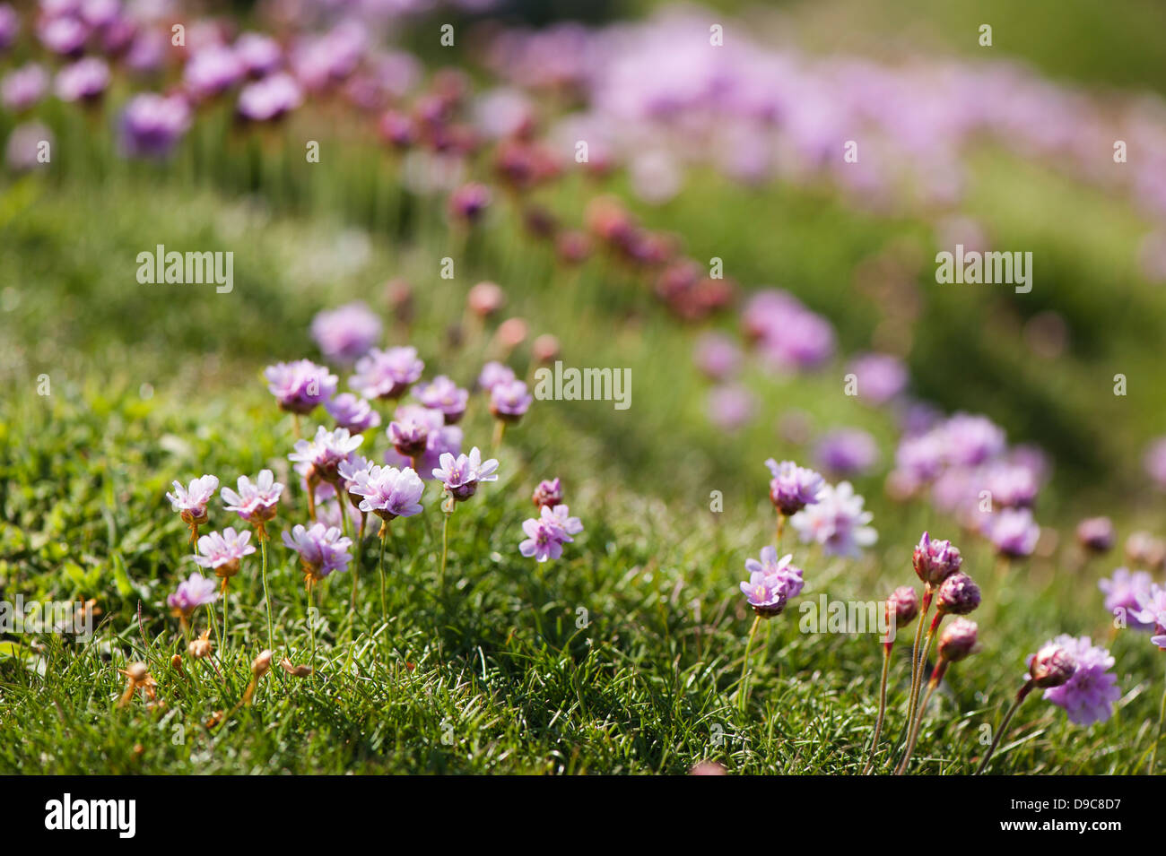 Sea Thrift, Armeria maritima, in flower Stock Photo - Alamy