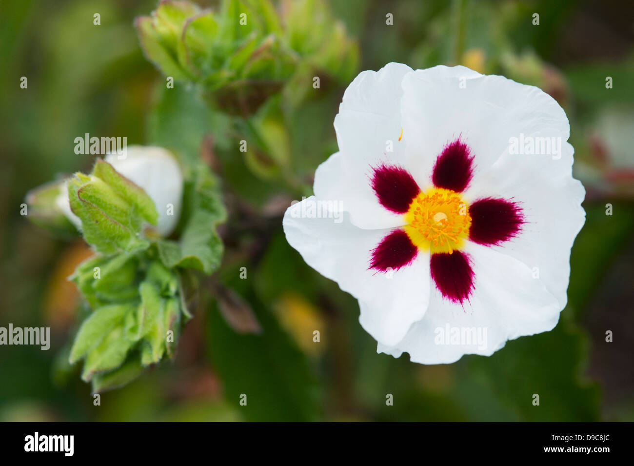 Cistus x Laxus 'snow white'. Rock rose 'snow white' flower Stock Photo ...