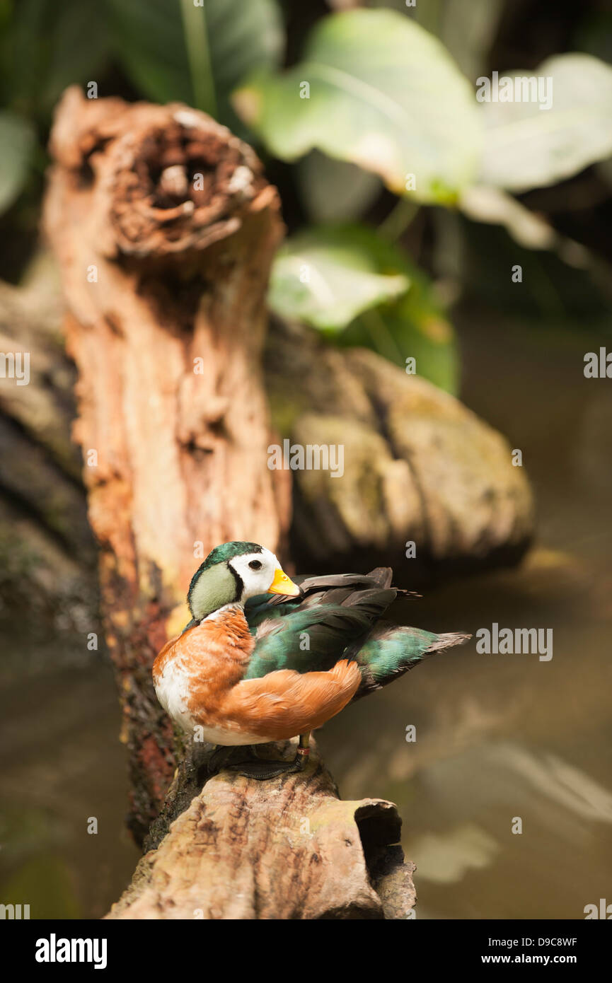 Green pygmy goose hi-res stock photography and images - Alamy