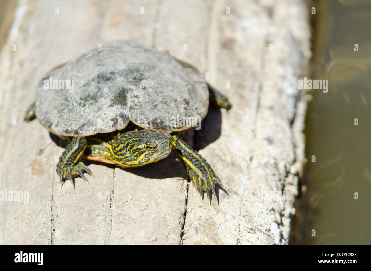 Western Painted Turtle, (Chrysemys picta bellii), Bosque del Apache ...