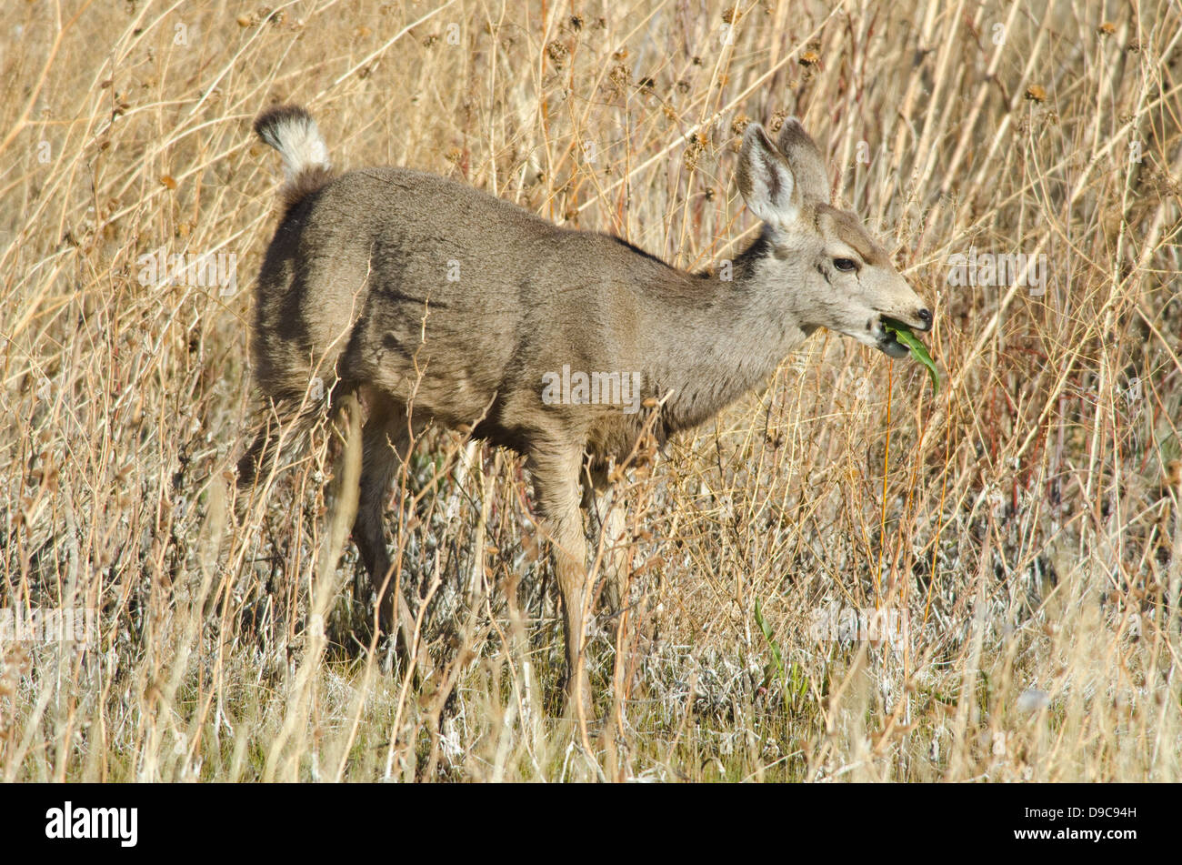 Mule Deer, (Odocoileus hemionus), browsing at Bosque del Apache ...