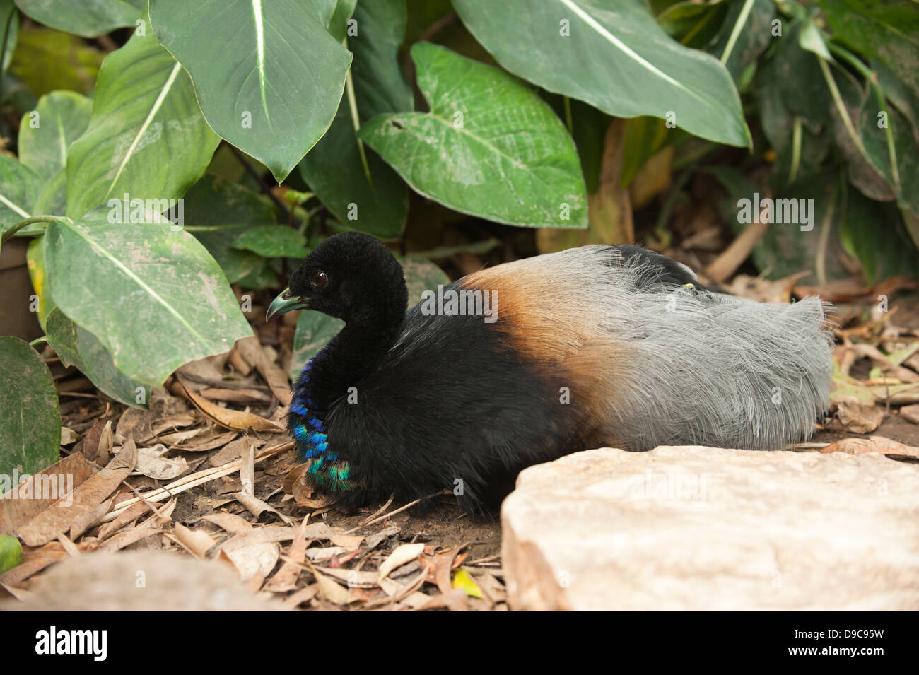 Grey-winged Trumpeter, Psophia crepitans, at Slimbridge WWT in ...