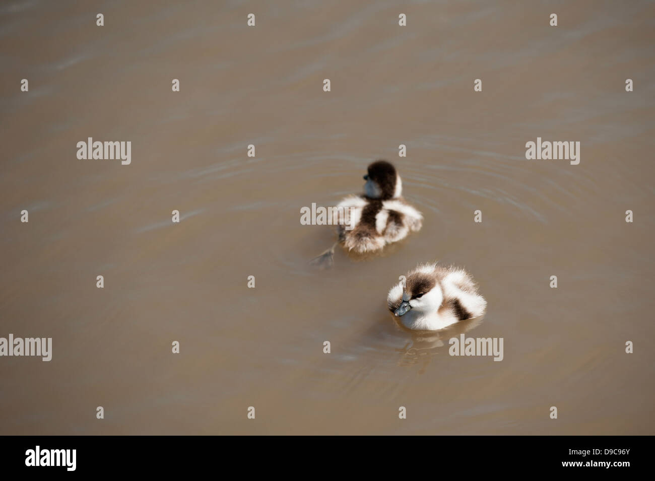 Ruddy shelduck ducklings hi-res stock photography and images - Alamy