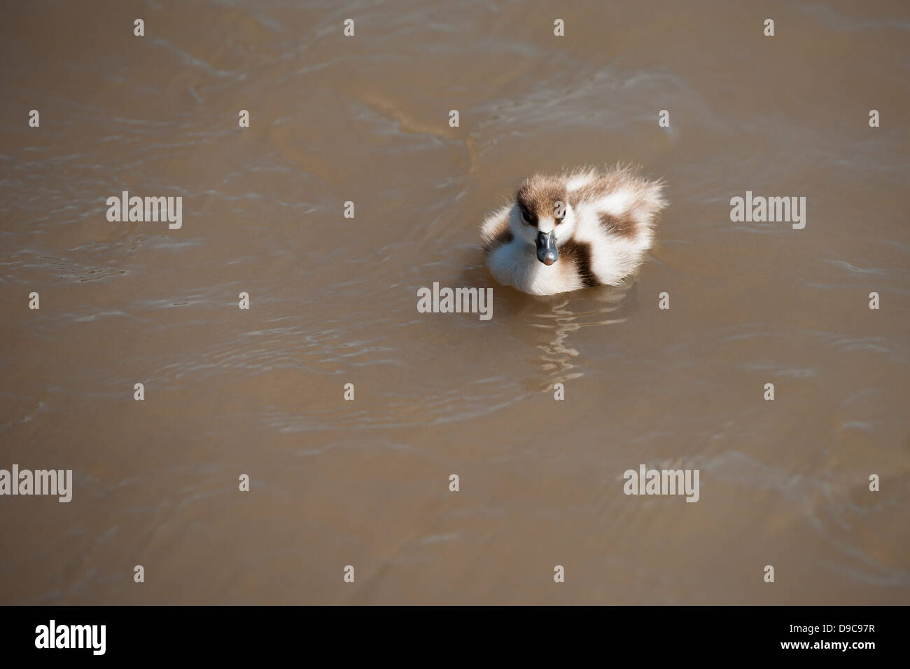 Baby shelduck hi-res stock photography and images - Alamy